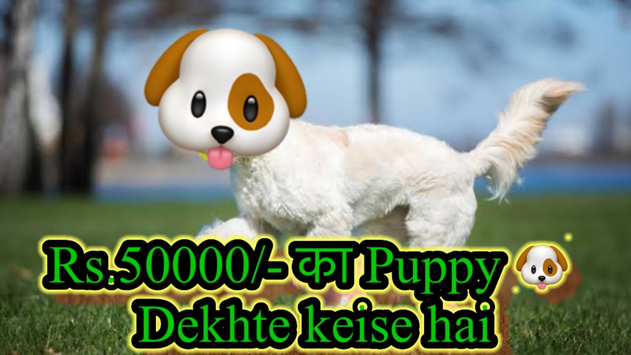 50000 Hazar Rupey 😱😱ka Puppy 🐶/ 50k puppy keisa hoga jaru dekha video ...