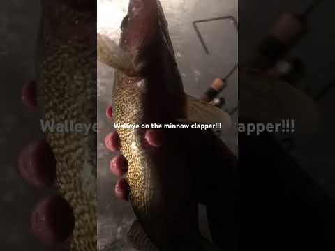 Walleye on the minnow clapper @MrKokemachine #walleye #fishing #icefishing #shorts - YouTube