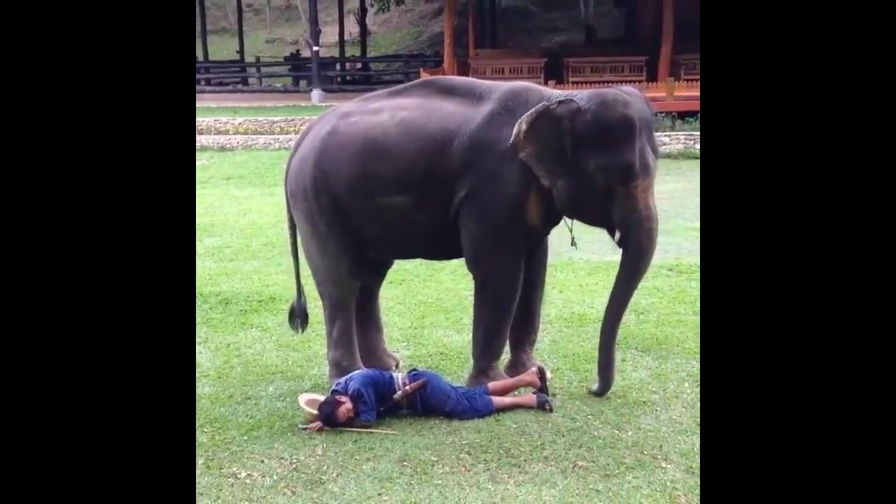 Elephant Love to his Owner - YouTube