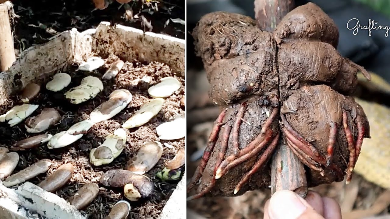 How to growing and air layering mango tree - YouTube