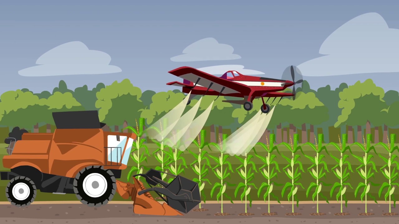 History of Maize Cultivation and Consumption in South Africa 1 - YouTube