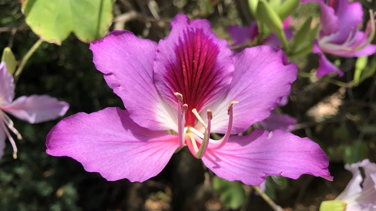 Amuka and Hatzor, northern Israel. Unusually beautiful spring blooming ...