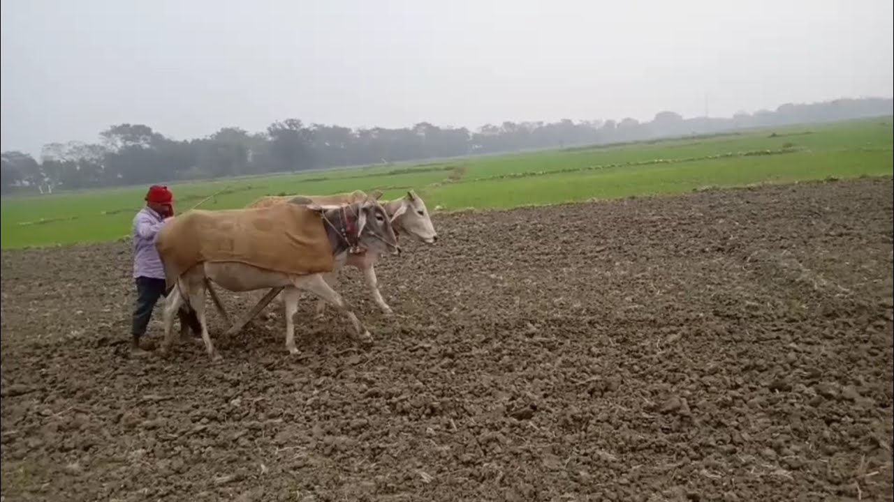 Hal Bail Ke Dwara Kheti । Gaurav Ranjan vlogs - YouTube