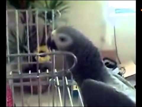 Namaz qilan Tutuqusu