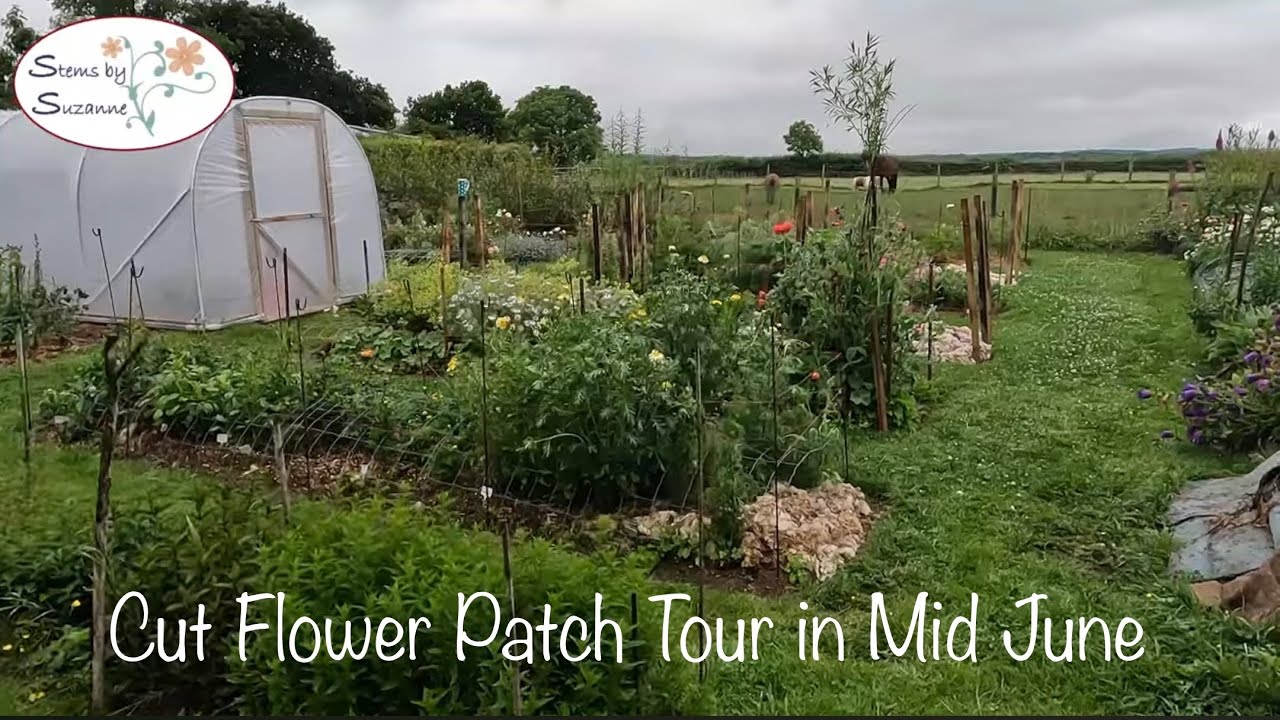 June Cut Flower Patch Tour// Stems by Suzanne Cut Flower Garden - YouTube