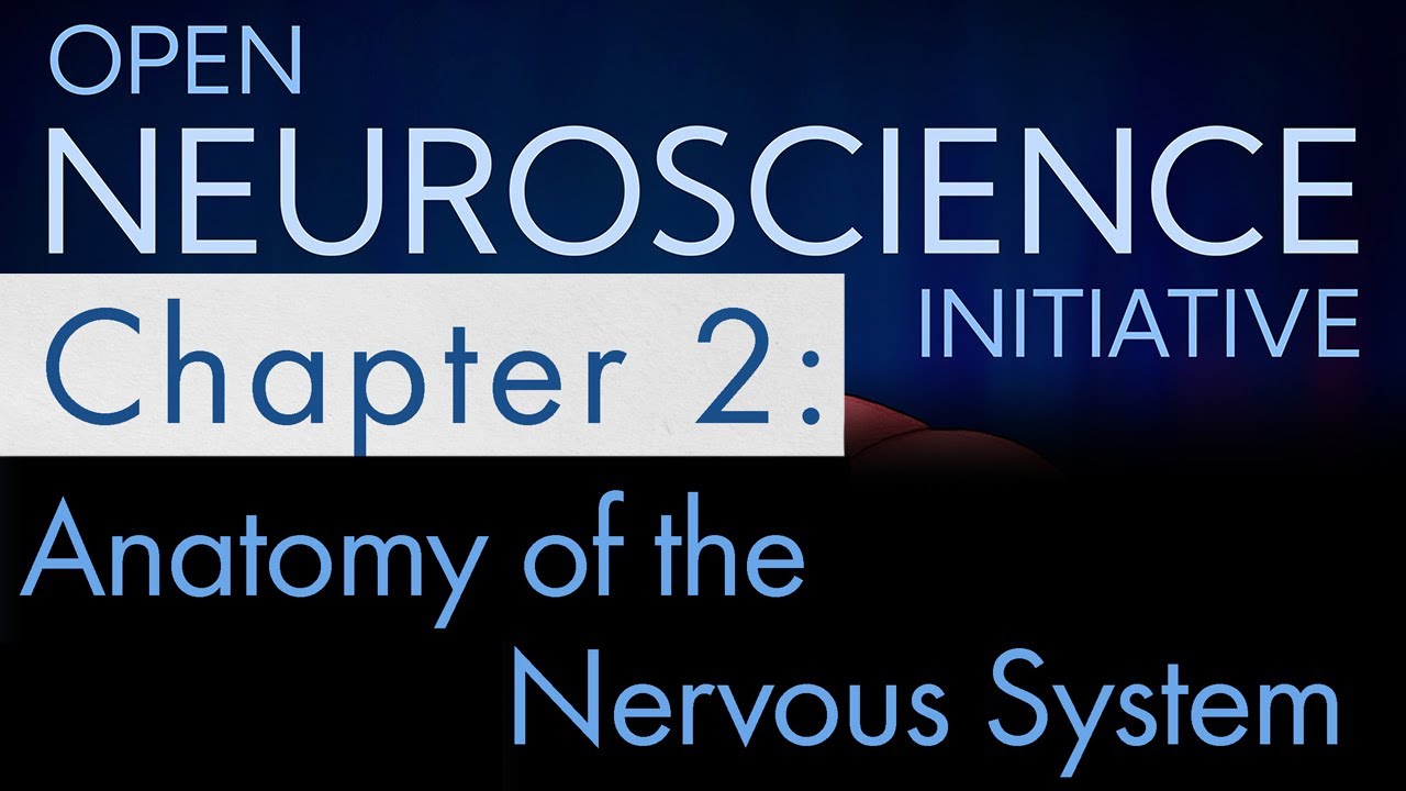 "Anatomy of the Nervous System" Open Neuroscience Initiative Chapter 2 (Free Neuroscience ...