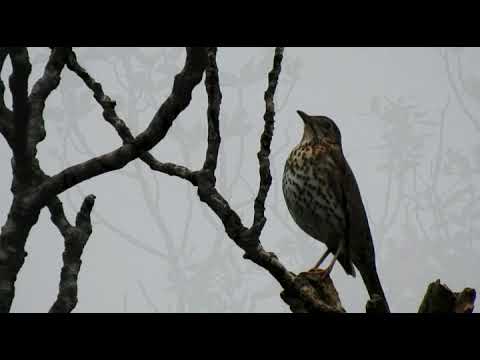 Malviz cantando en primavera, basoKOlore abril 2020 - YouTube