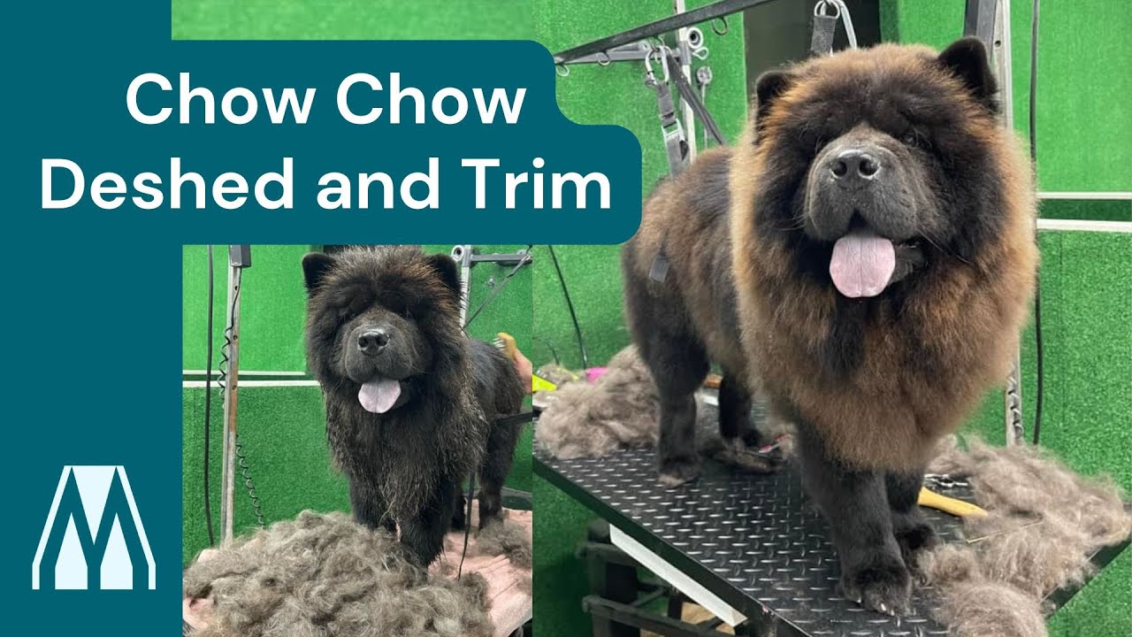 Sheltie Chow Blanding Chow Chow Charm: A Delightful Coloring Adventure