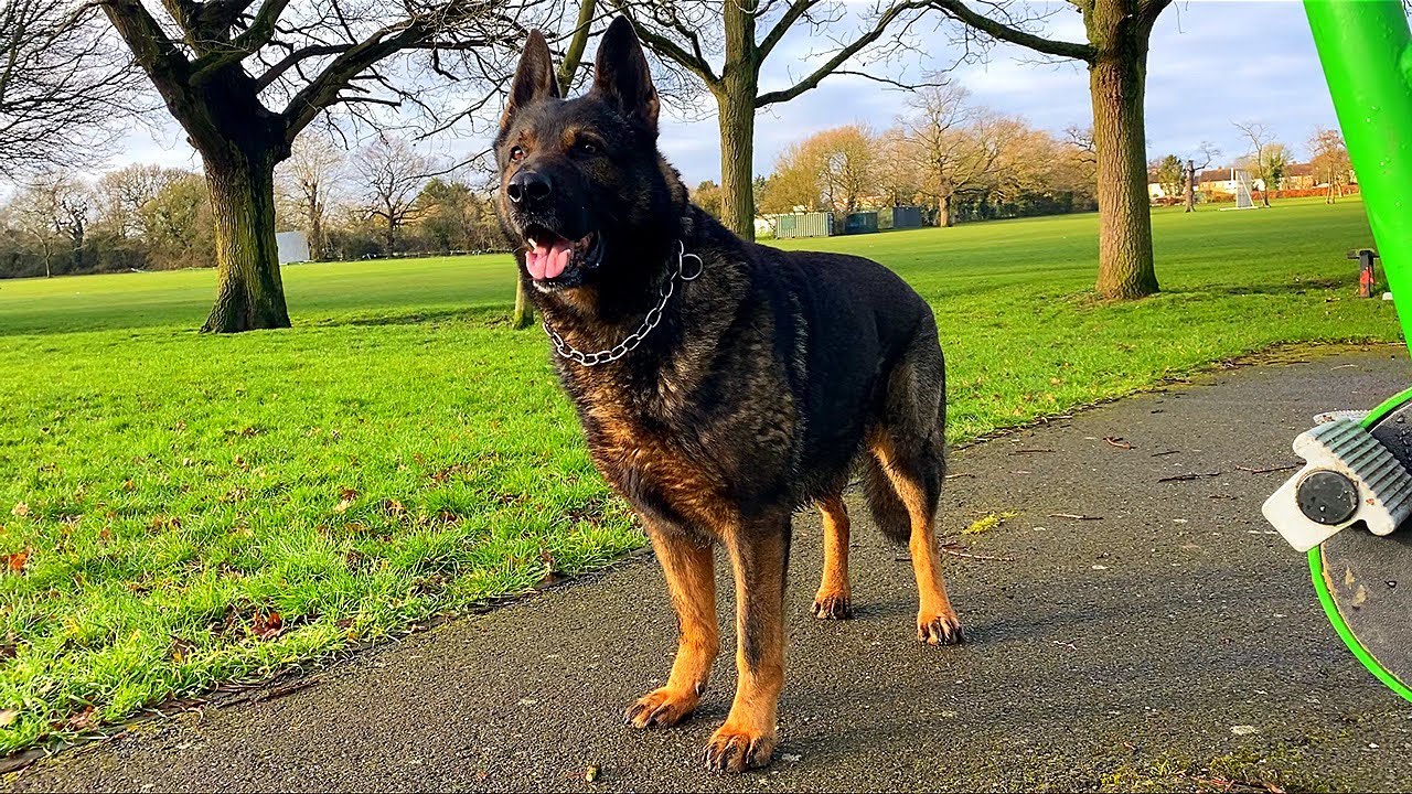 Big dark sable male working line german shepherd dog - YouTube