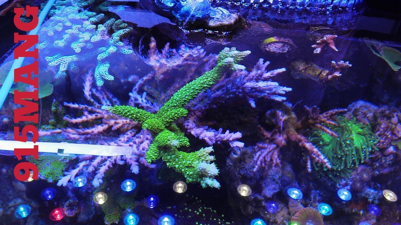 180G REEF SALTWATER AQUARIUM | TOP DOWN VIEWS CORAL REEF TANK UPDATE ...