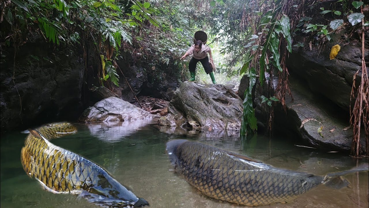 Meet many giant fish in a pool of water. The girl uses her fishing ...