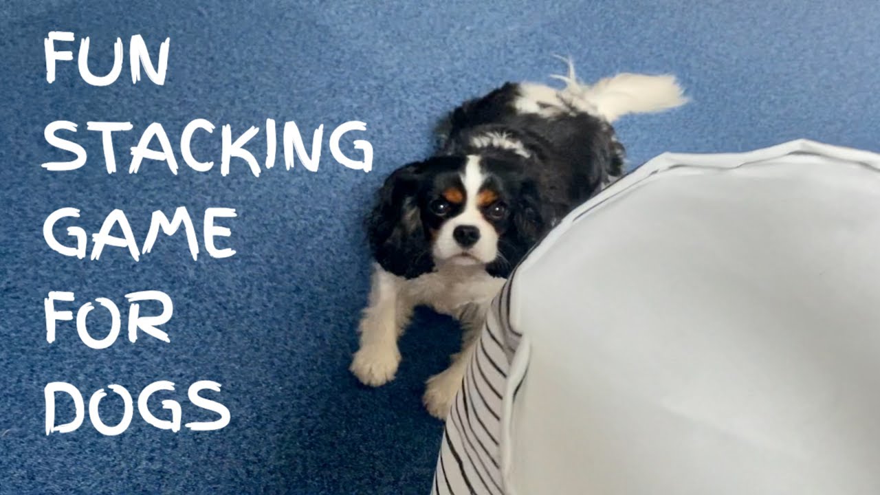 Stacking Objects: Fun Dog Game To Keep Them Busy Indoors - YouTube