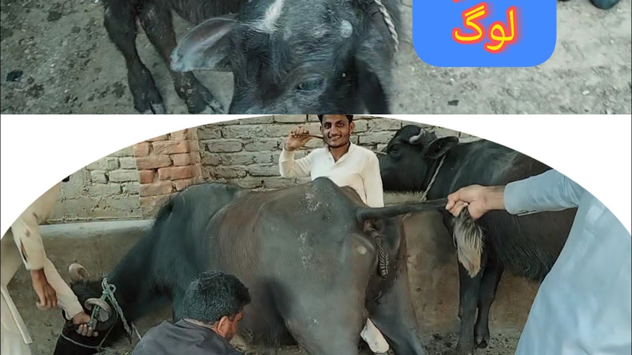 A very dangerous buffalo 🦬 and very weak calf - YouTube