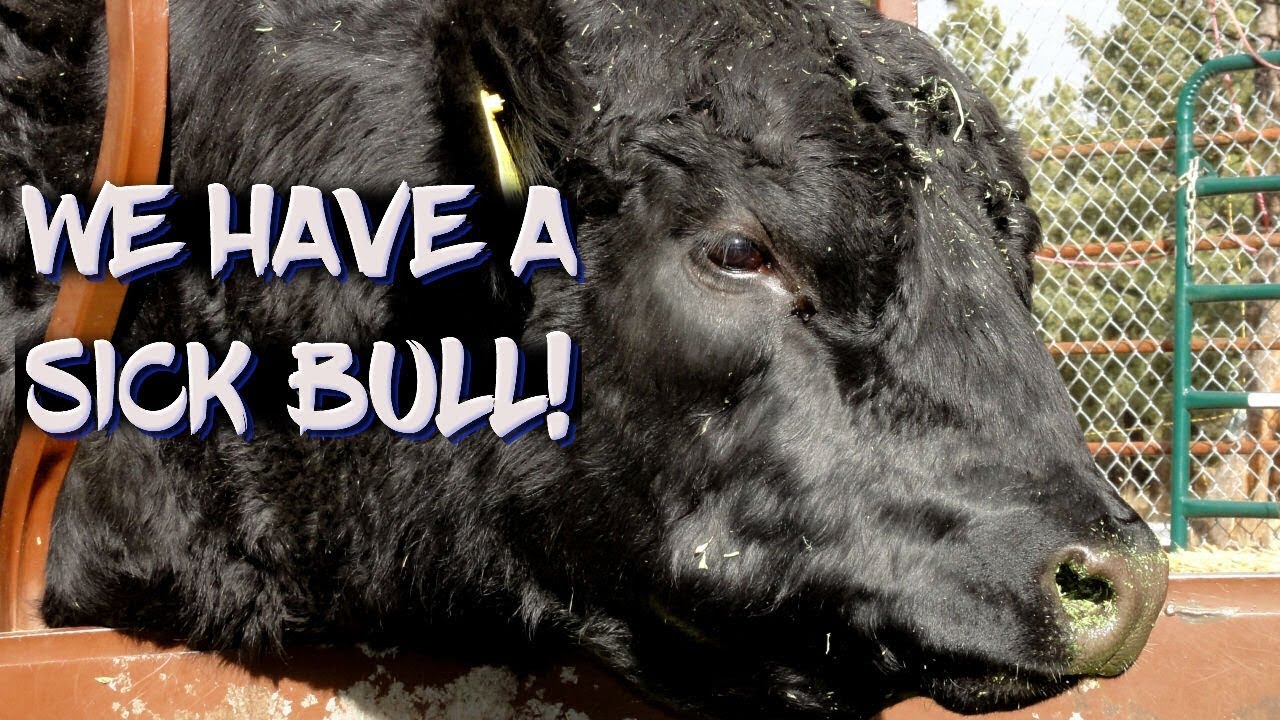 We have a sick bull! - YouTube