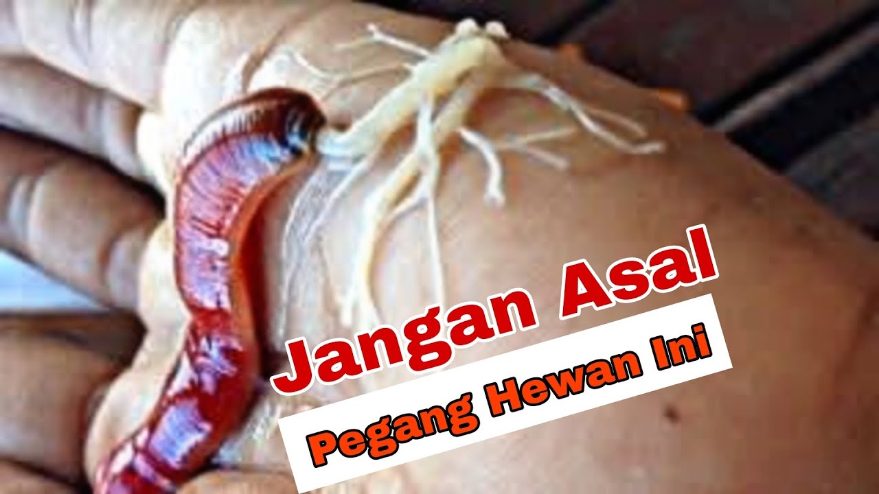 Hati hati jika bertemu hewan ini langsung buang - YouTube