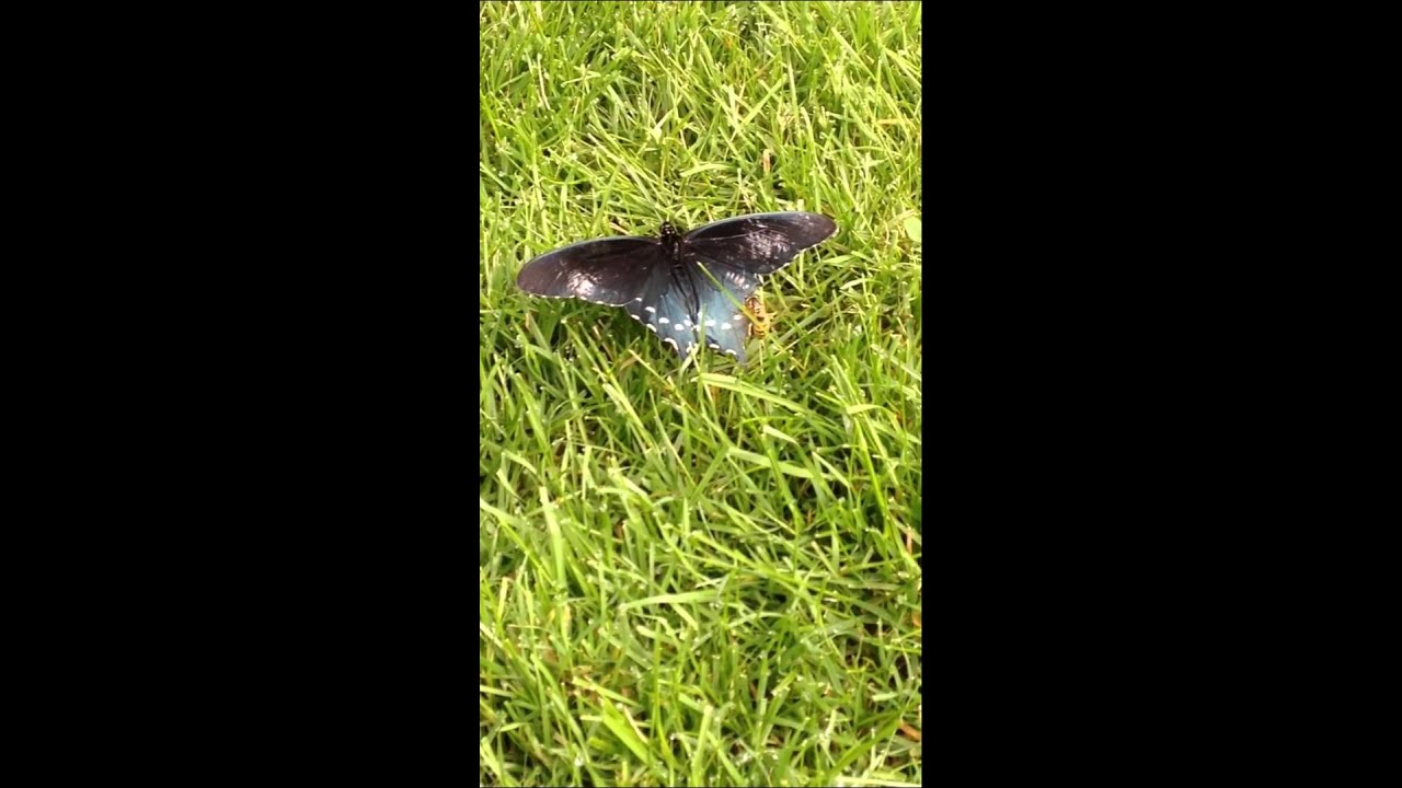 Wasp attacks butterfly - YouTube
