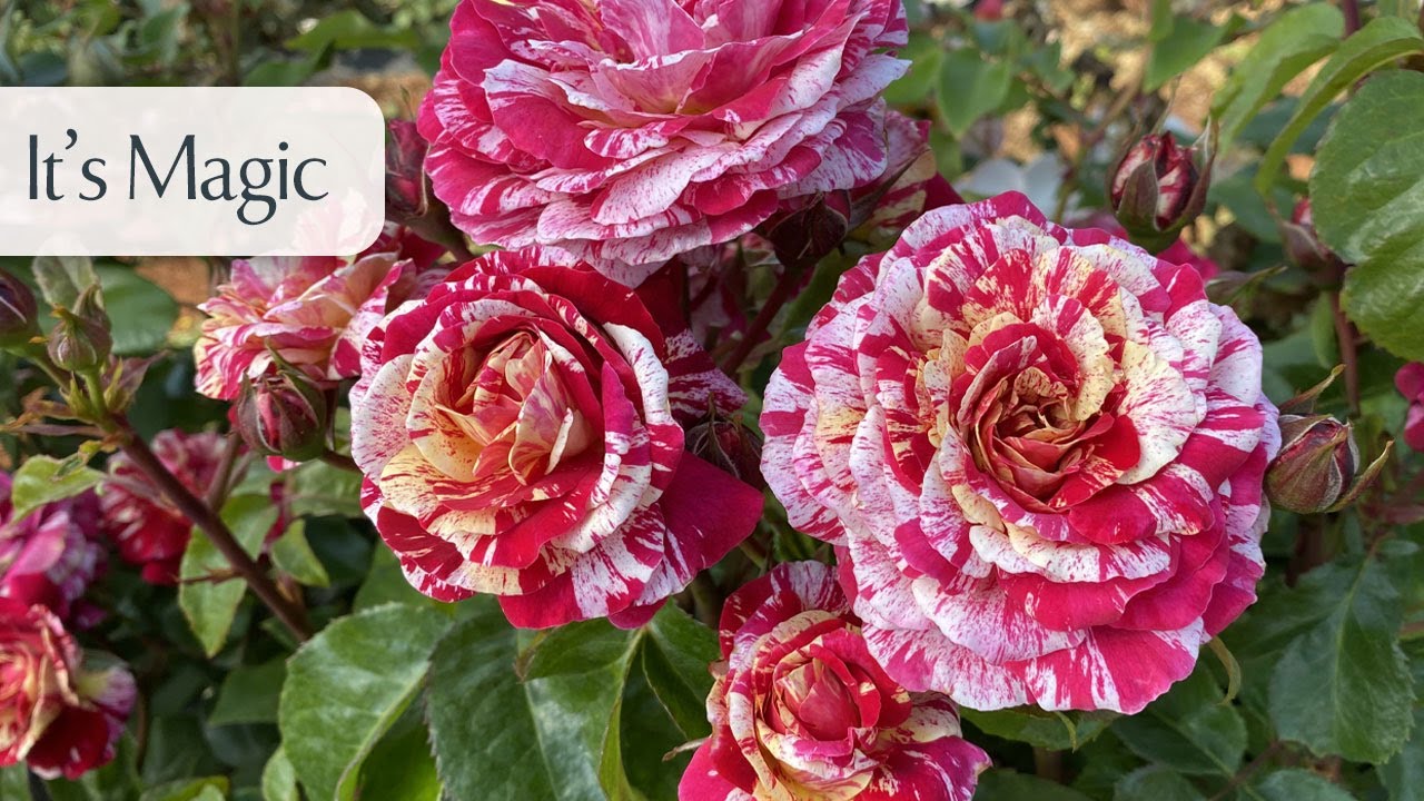 It's Magic - Rose - YouTube