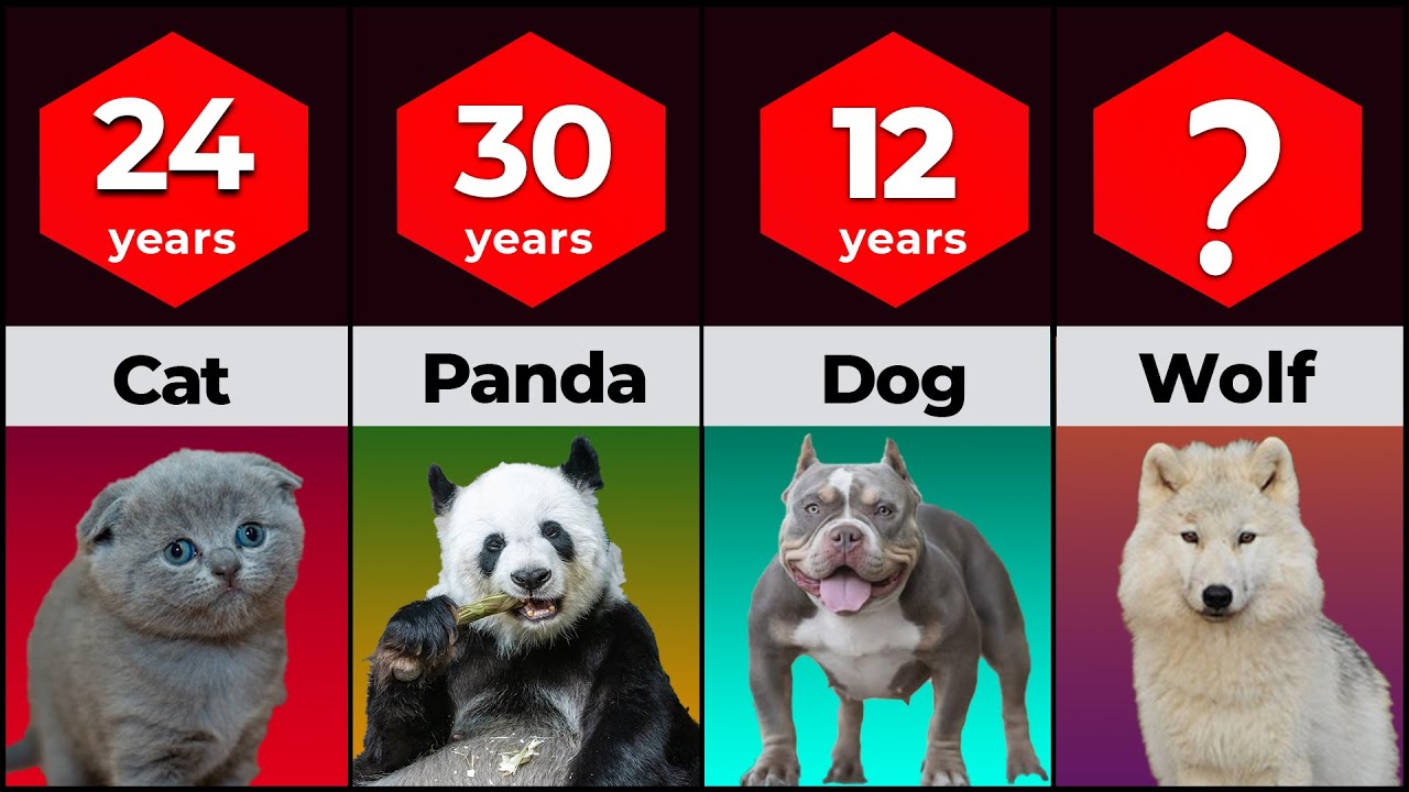 Shortest and longest lifespan of Animals with interesting facts - YouTube
