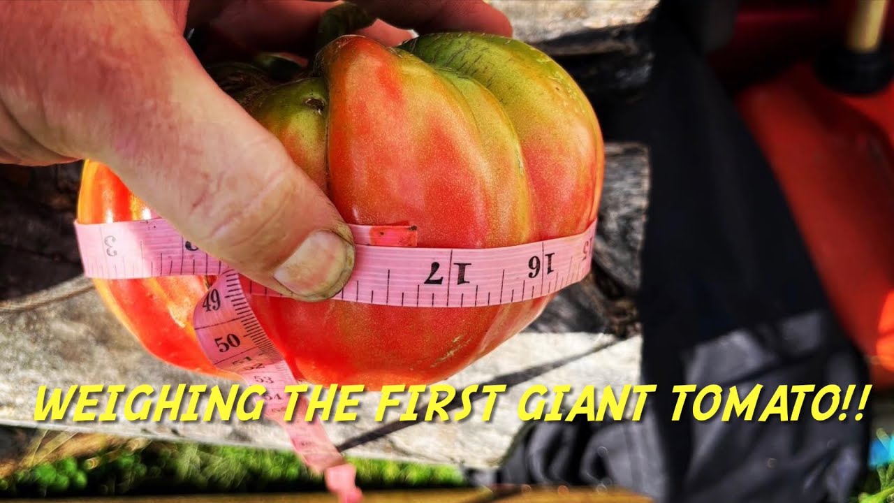 Weighed out first Giant Tomato of the year, updates/walk around!! - YouTube