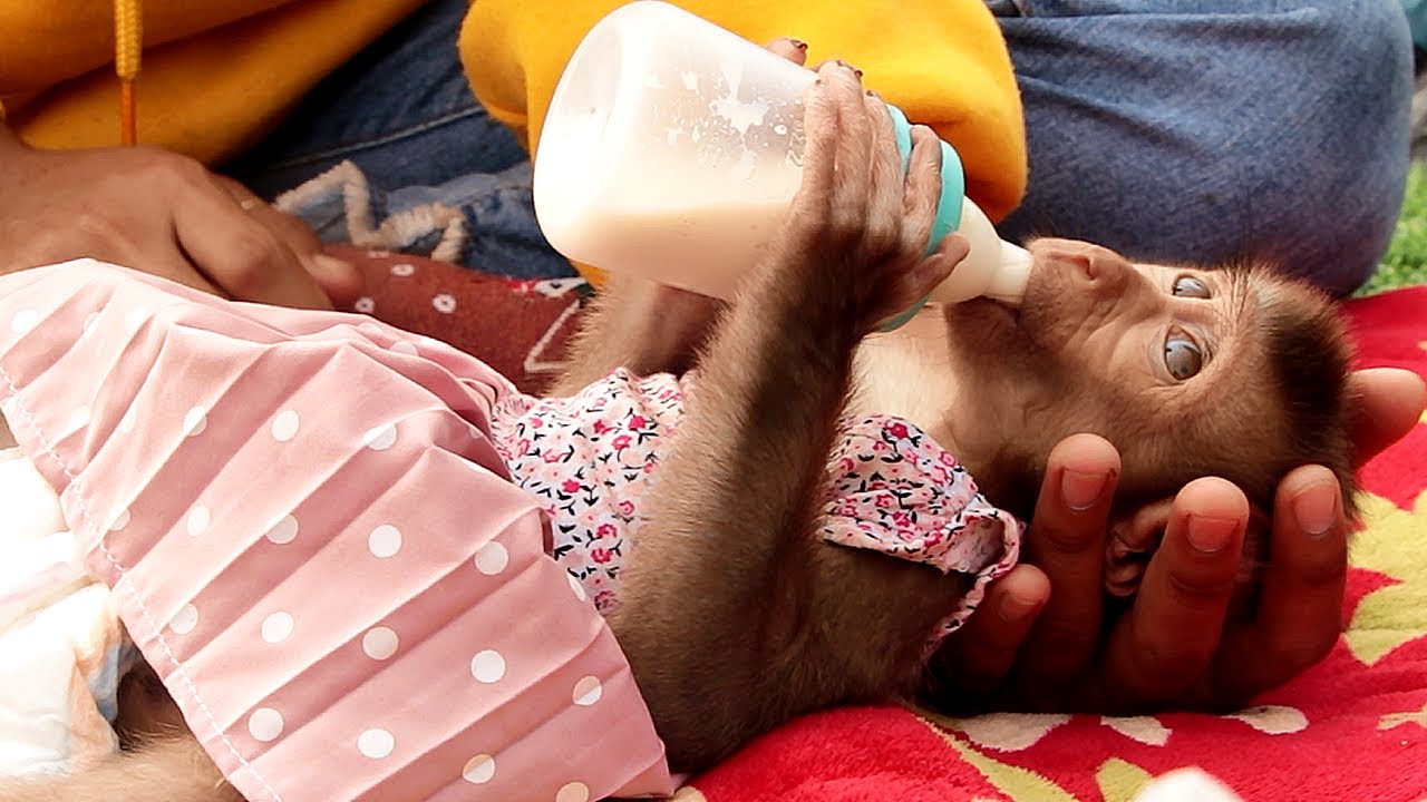 God Made Baby Monkey to Cheer Up Stressed Out Humans | Bela Drinking ...