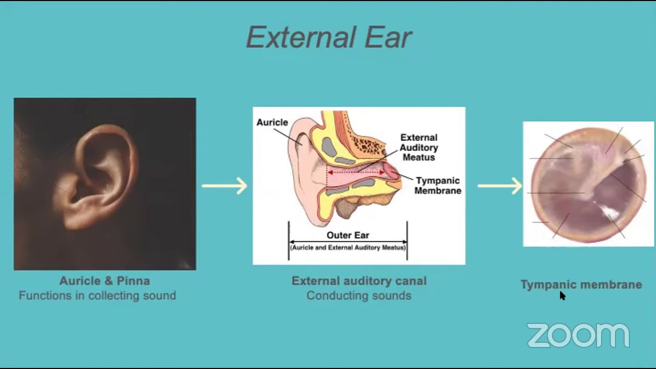 Balance & Hearing - YouTube