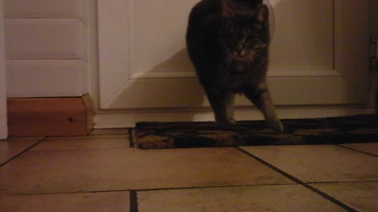 Cat breaking in through locked Cat-flap - YouTube