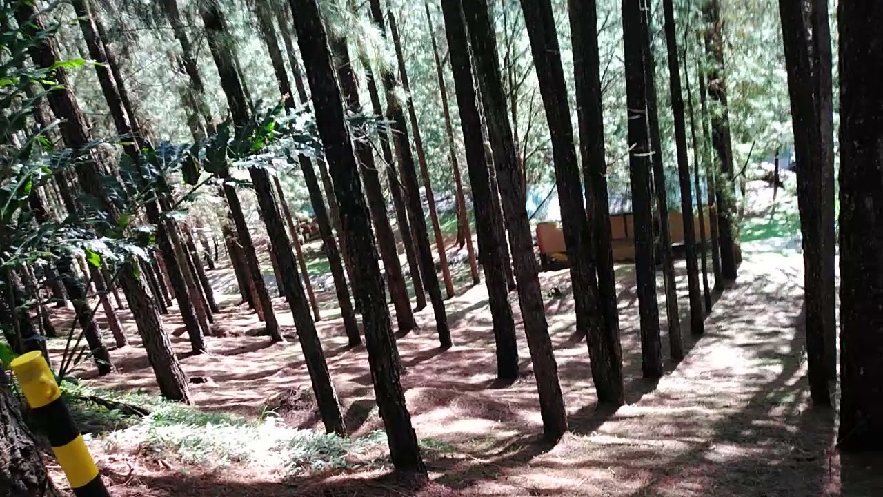 ganda nang mga tree🌲🌲 - YouTube