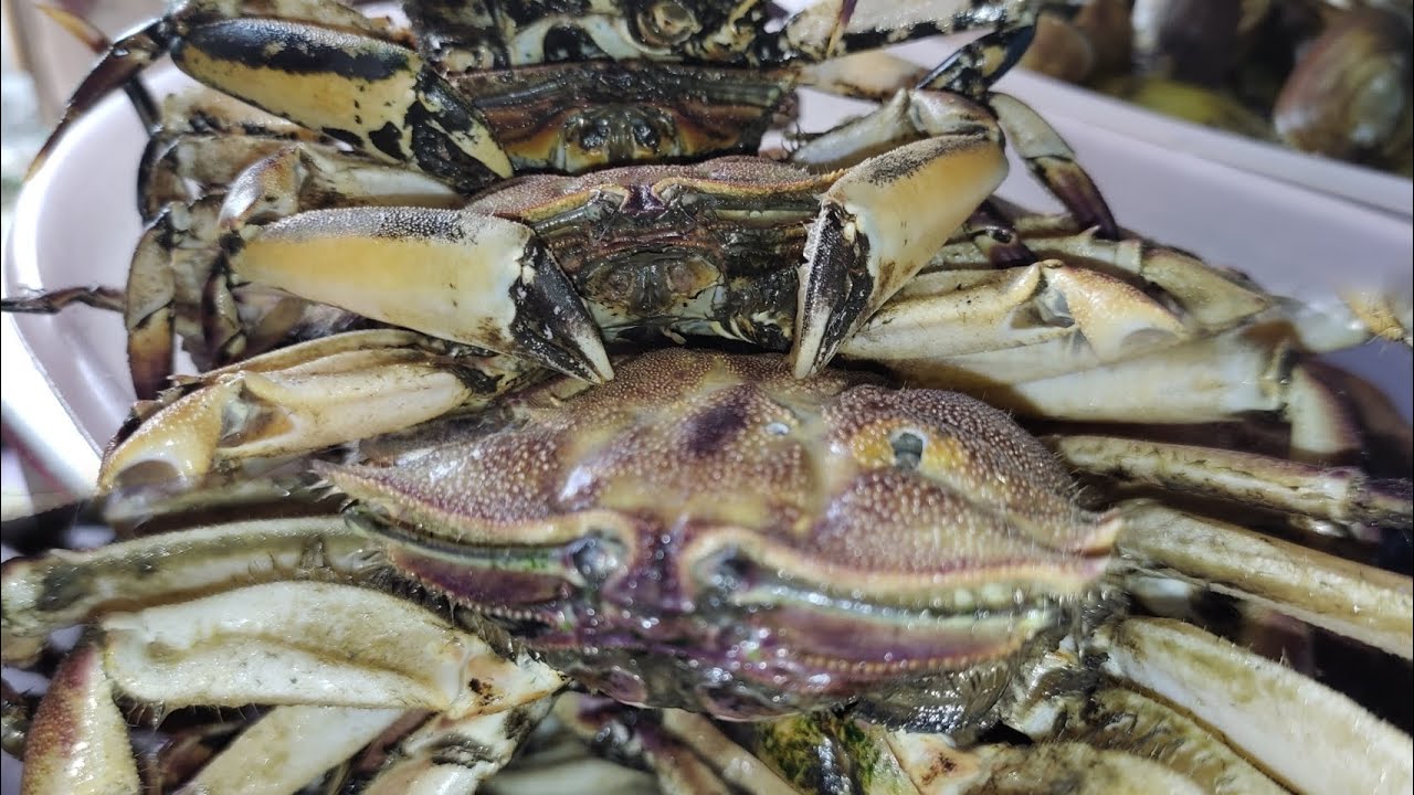 fantastic crab isang Uri ng Ali mango na mahaba ang galamay 😱 - YouTube