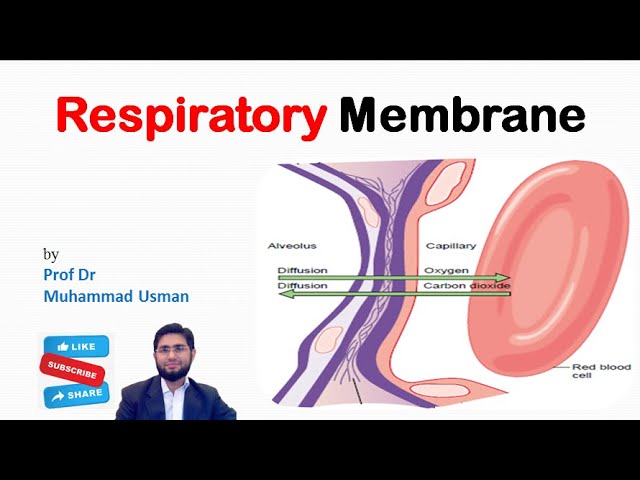 Respiratory Membrane Labeled Organs Of Respiration In The Cat