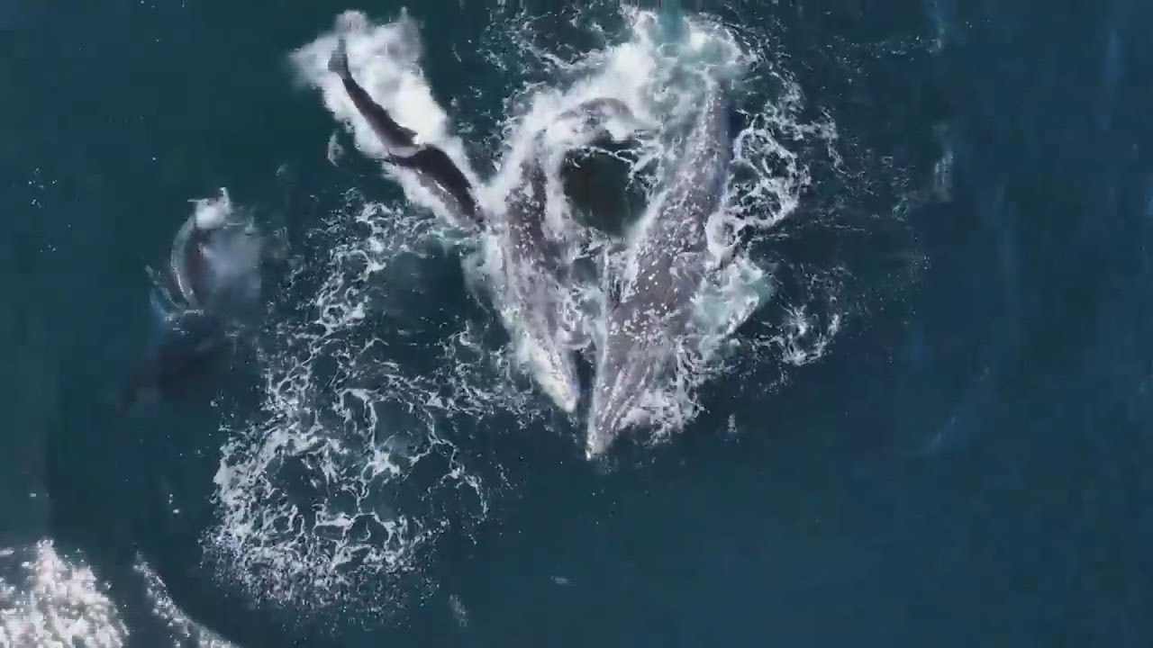 VIDEO | 30 killer whales attack two gray whales off California ...