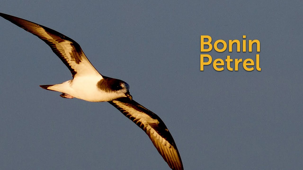 Bonin Petrel: Gray Gadfly - YouTube