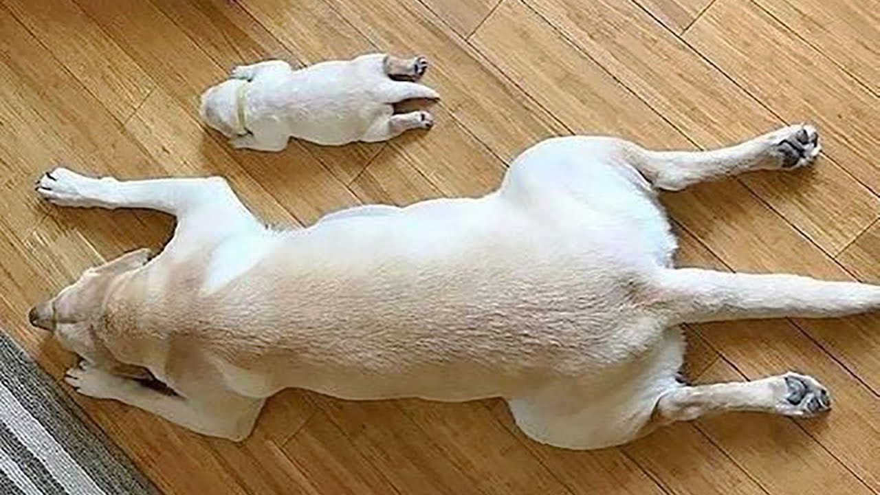 Cute Baby Animals Doing Funny Things Clean | Cute Funny And Smart Dogs ...