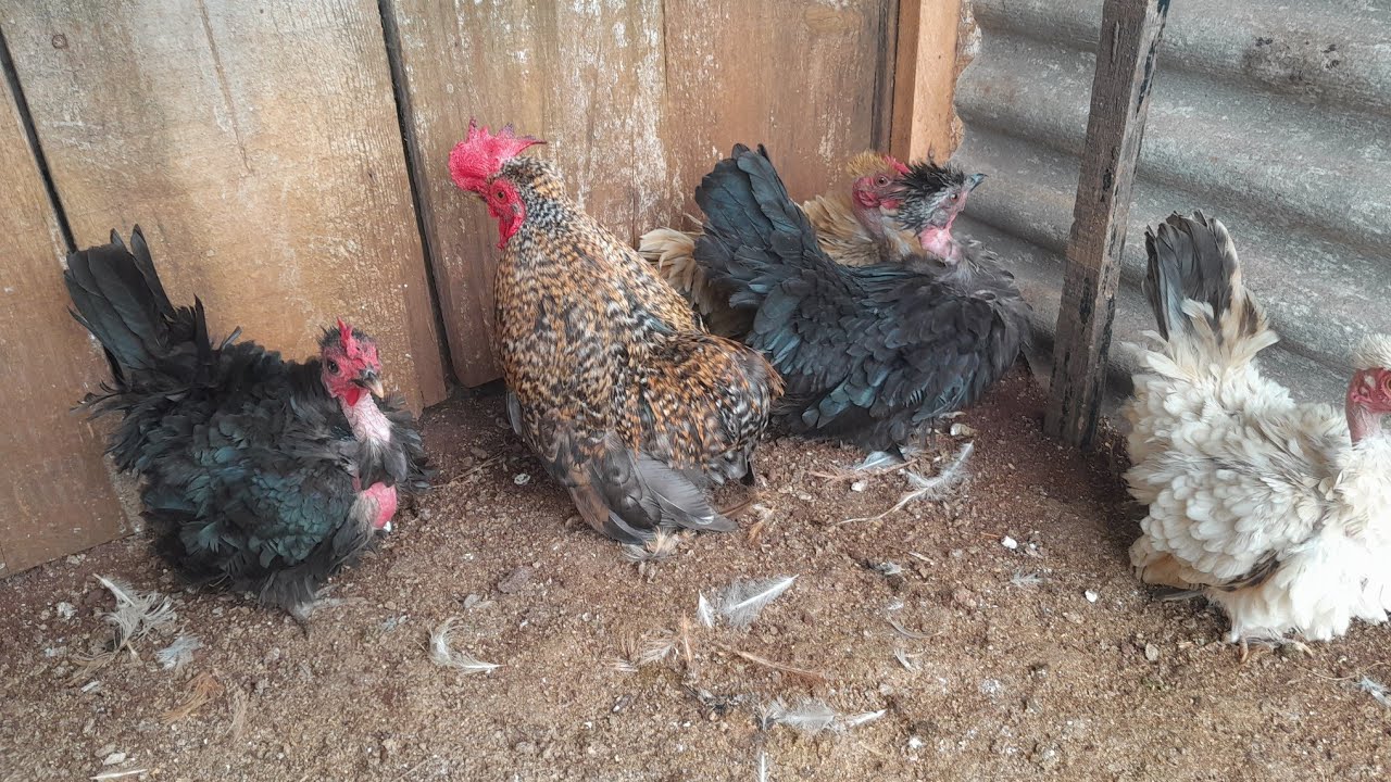 As novas baias dos garnizes modelados. - YouTube