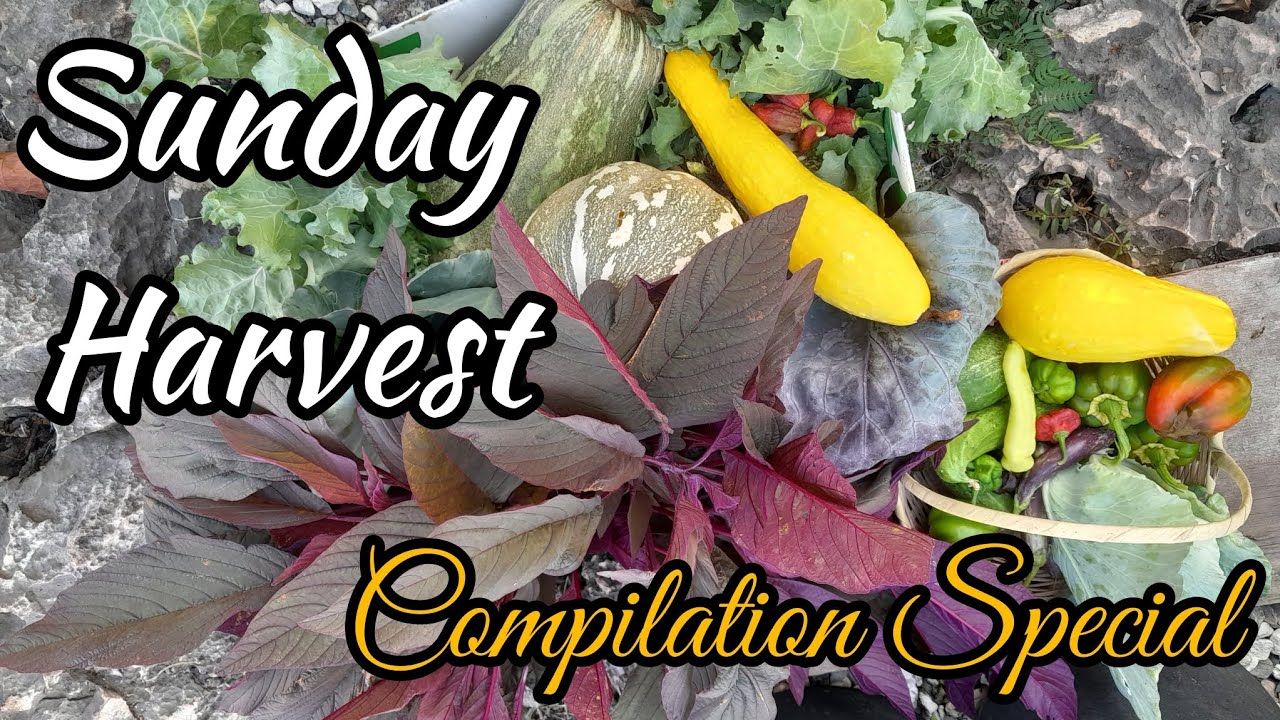 Harvest Compilation//Sunday harvest//Harvest Special - YouTube