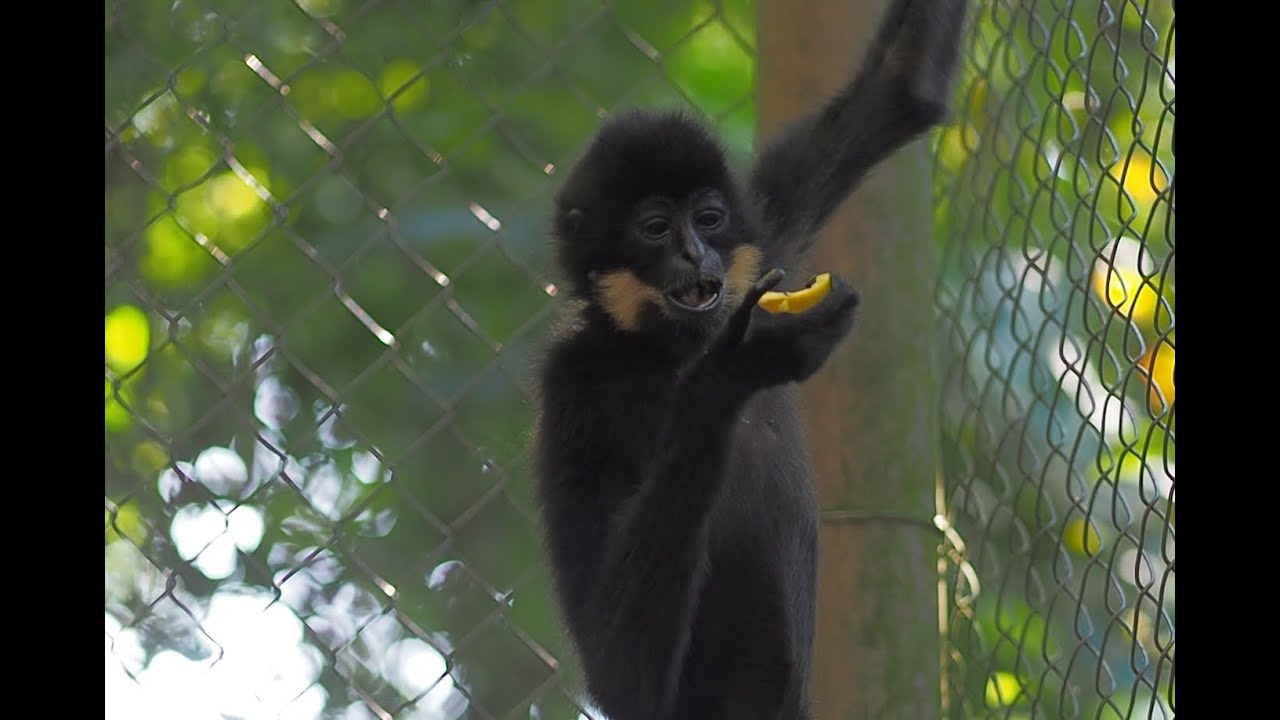 Gibbon Spider practices climbing - YouTube