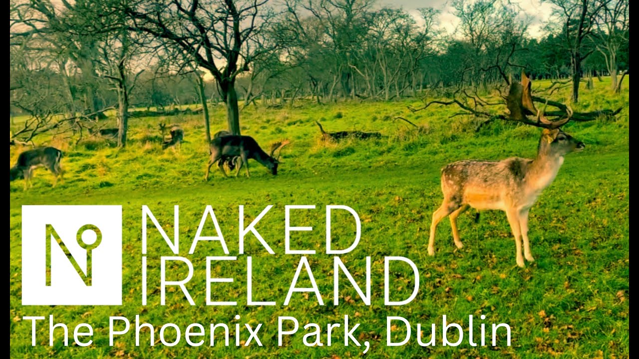 Deer in the centre of Dublin!. You MUST visit the Phoenix Park in ...