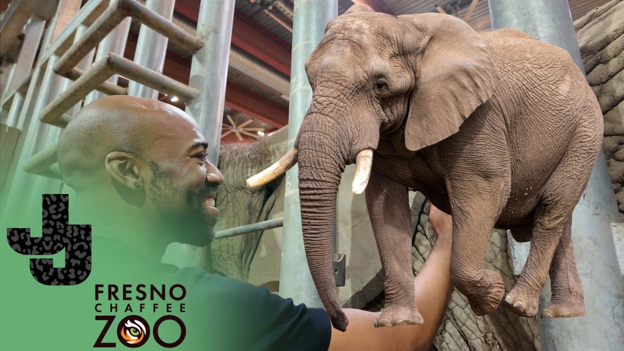 I Touched an Elephant?! Behind the Scenes at Fresno Chaffee Zoo! - YouTube