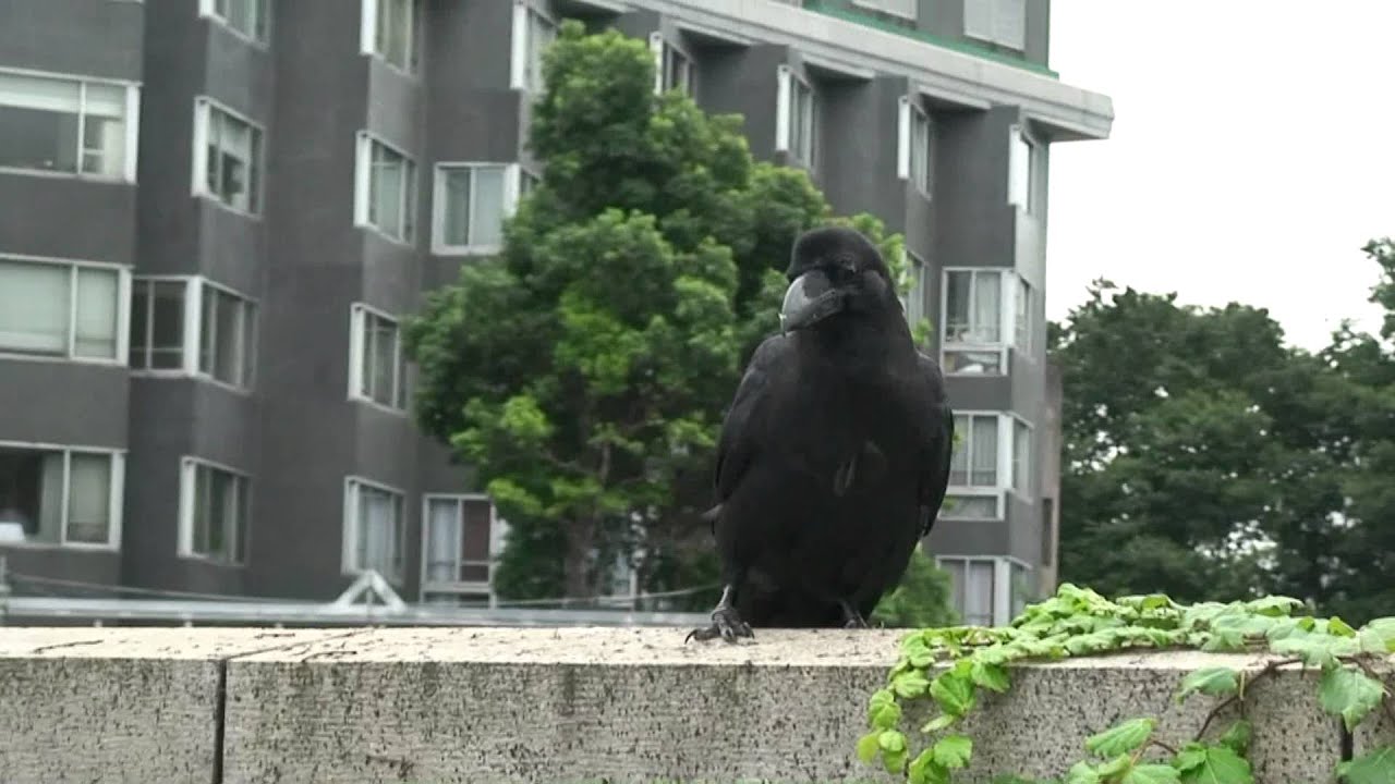 biggest crow i've ever seen.. - YouTube