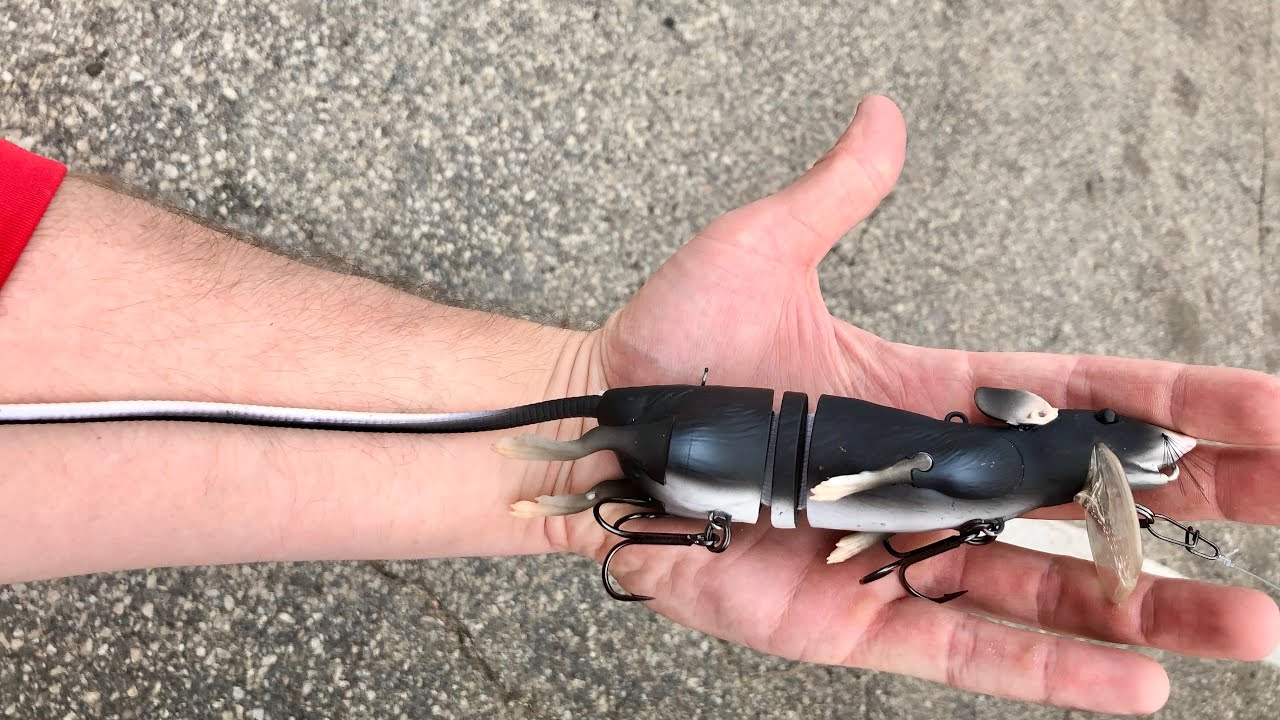 What fish would eat this huge rat? (Surprising catch!!) - YouTube