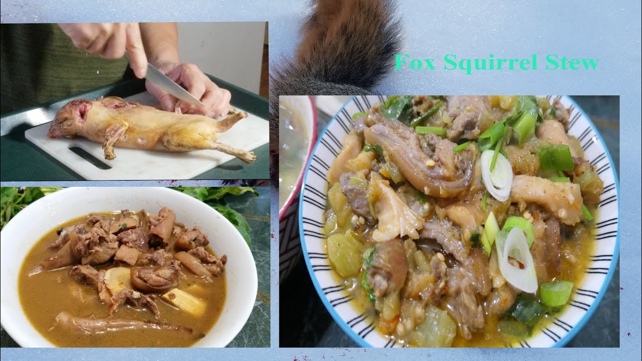 How Cooking Fox Squirrel Stew with Oyster Mushroom and Eggplant - YouTube
