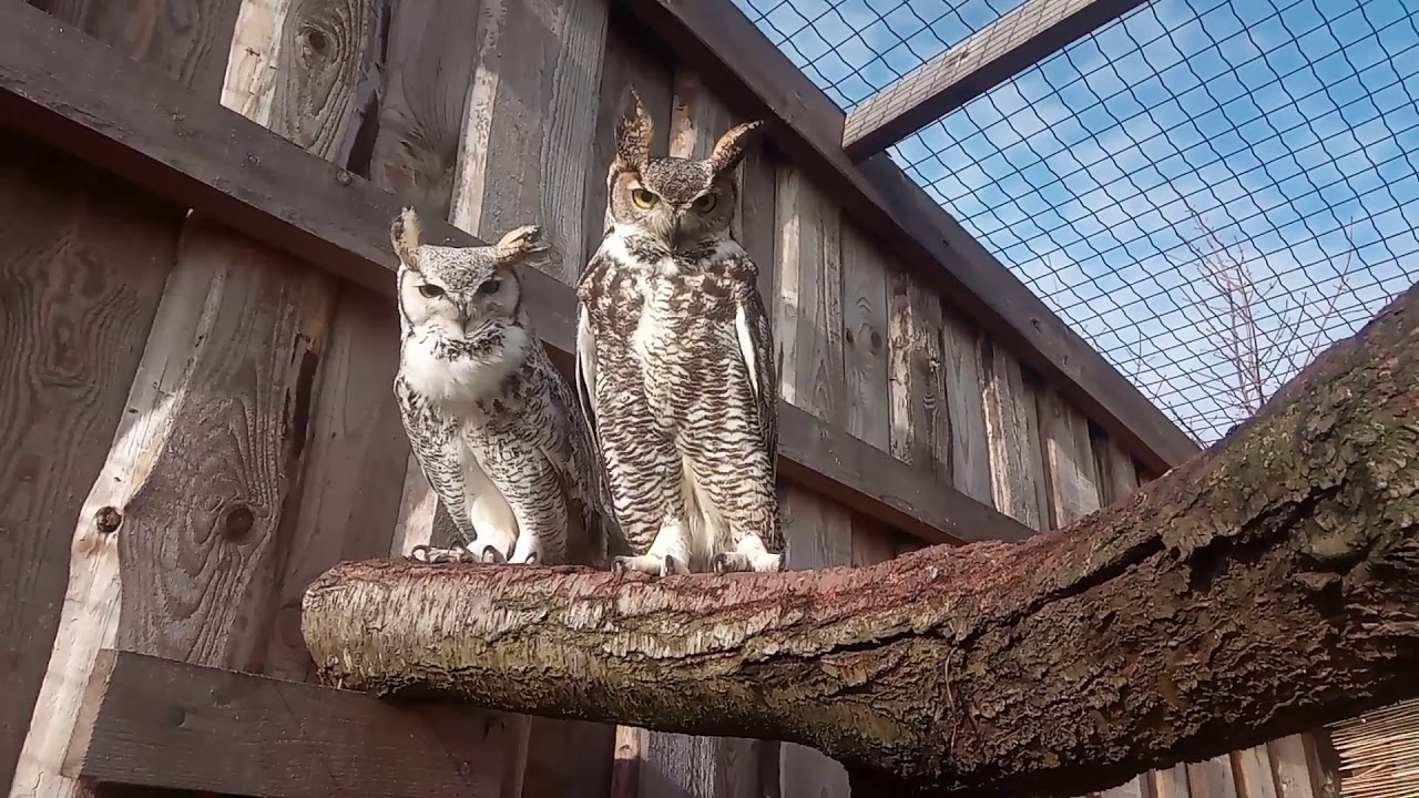 Owlspark # Peleduparkas - YouTube