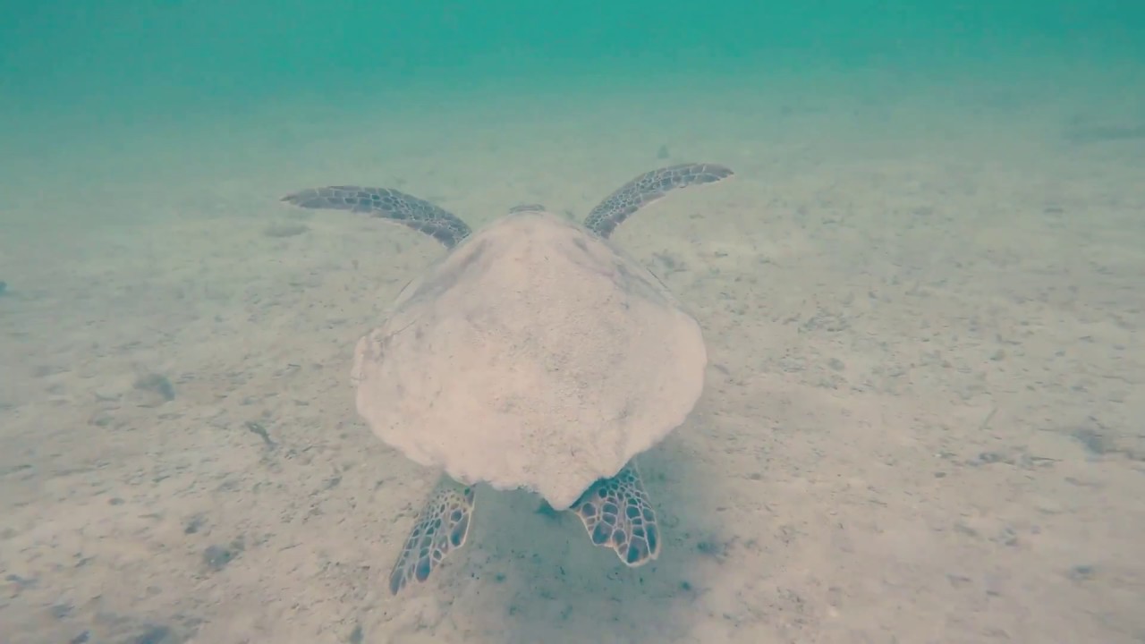 Swimming with a Turtle!! Bermuda Summer of 2018 - YouTube