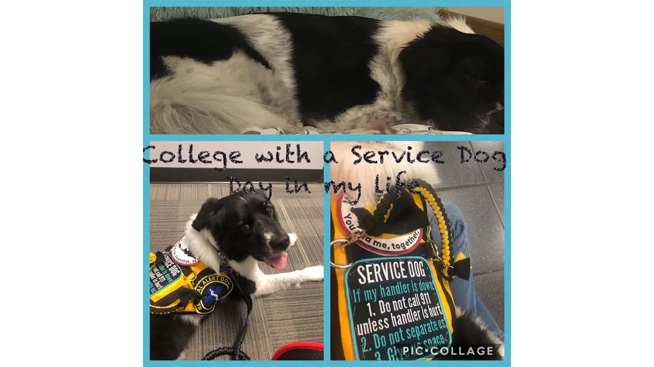 College with Service Dog||Day in My Life - YouTube
