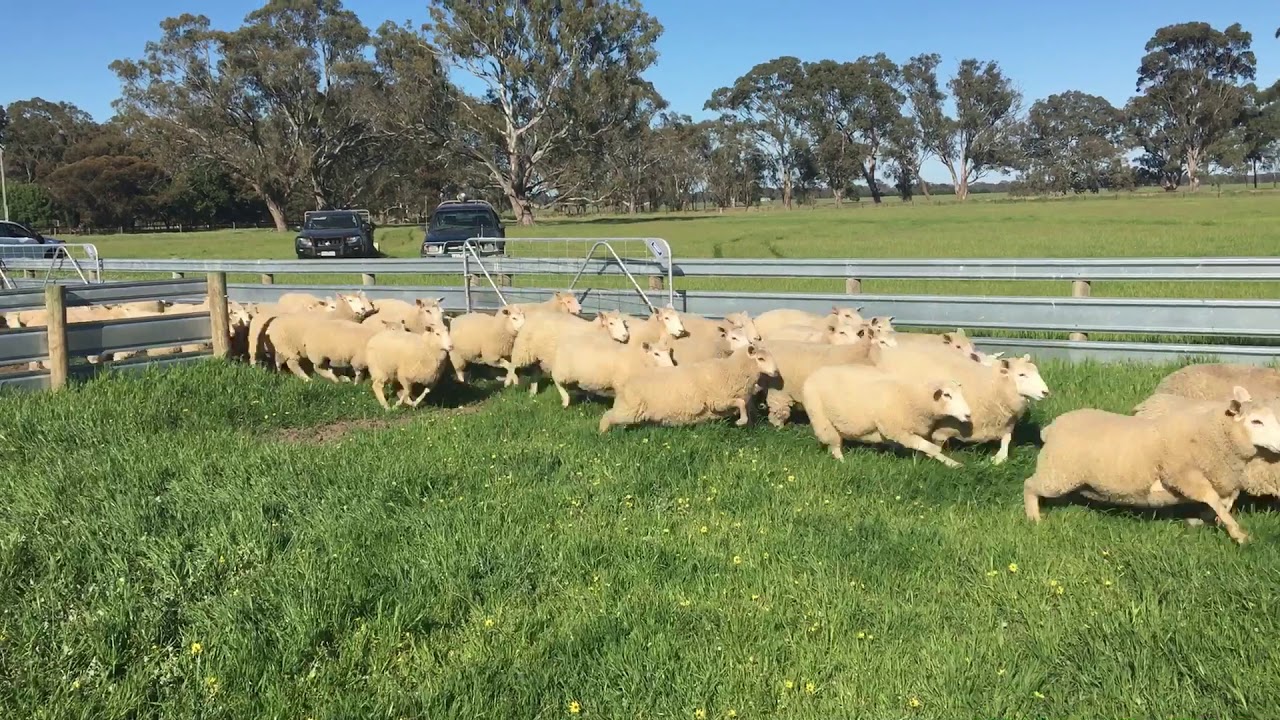 Primeline ewe lambs - YouTube