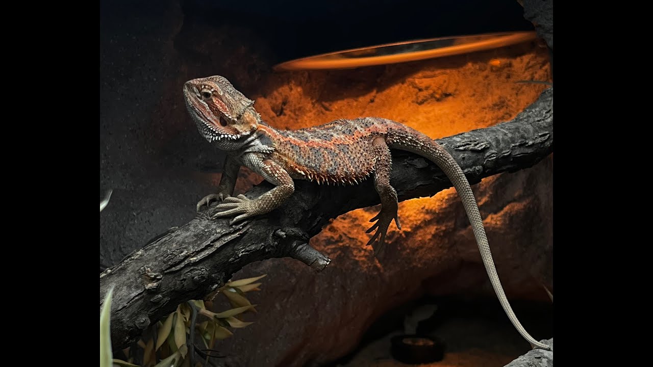 The Bearded Dragon Cabinet - YouTube
