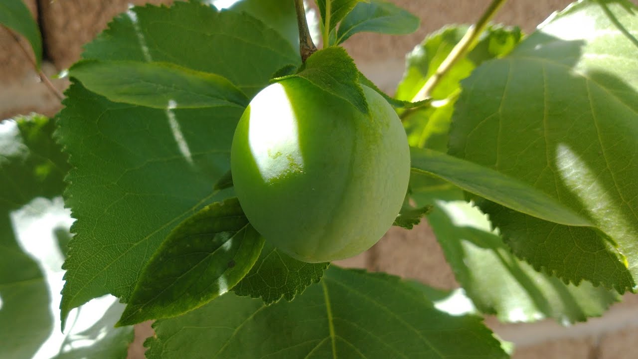 Multi Grafted Tree, Plum, Peach, & Apricot - YouTube