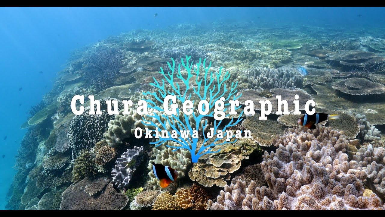 [4K] Beautiful Coral Reef Okinawa #97 EOS 1DX Mark II Nauticam 沖縄 本島 ...