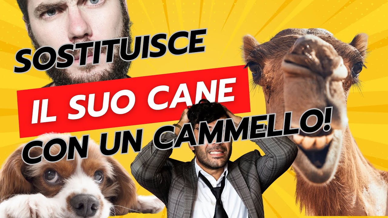 Sostituisce il CANE con un CAMMELLO in DUE SECONDI NETTI - YouTube