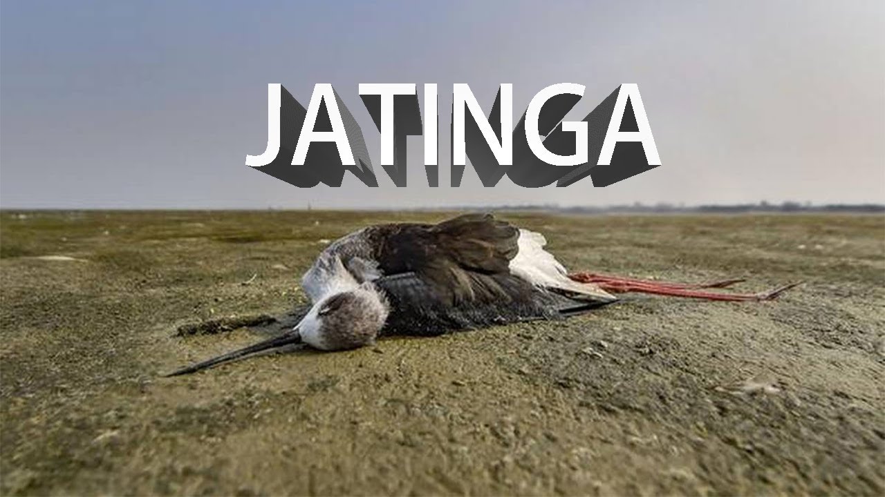 जतिंगा का रहस्य - JATINGA Bird Mystery Explained in Hindi - YouTube