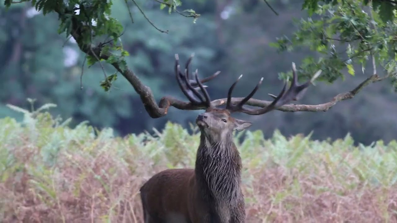 Rykowisko jeleni Deer - YouTube